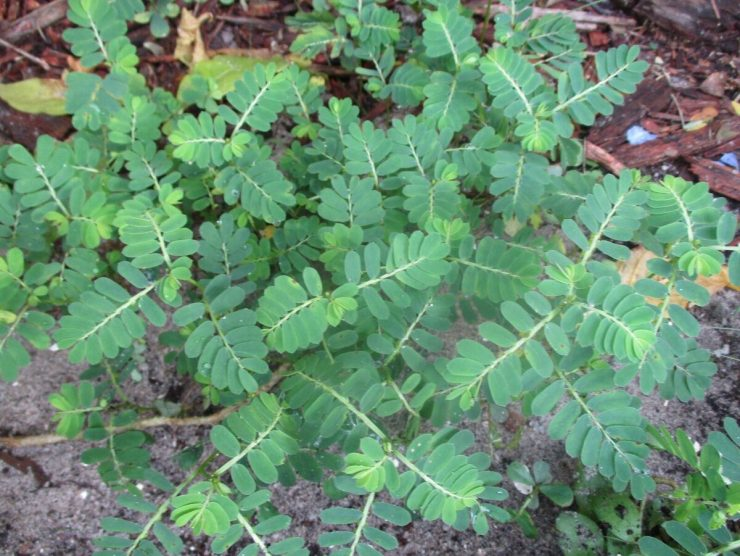 Chanca Piedra (Stonebreaker): Benefits and Uses – Amazing